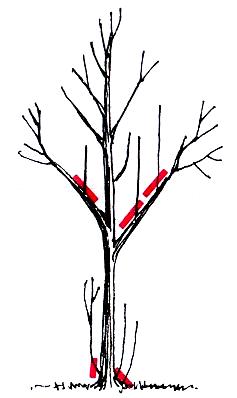 July garden checklist - Hoosier Gardener