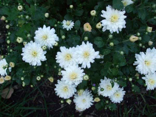 Igloo mums won't leave you in the cold - Hoosier Gardener