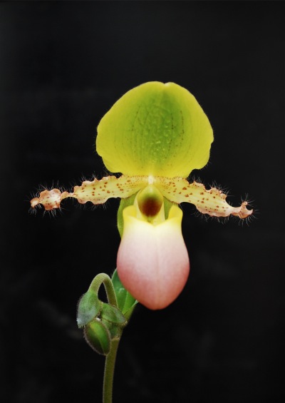 Orchid class at Garfield Park - Hoosier Gardener