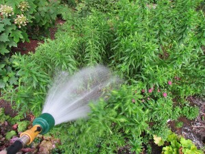 Three easy steps for hand watering plants - Hoosier Gardener