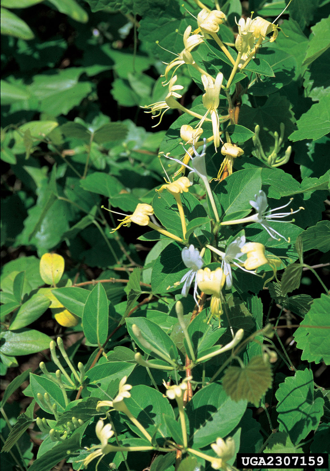 No-no plants for the Indiana garden - Hoosier Gardener