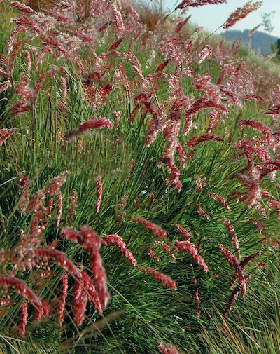 You Can Grow That! August 2013: Annual ornamental grasses - Hoosier ...
