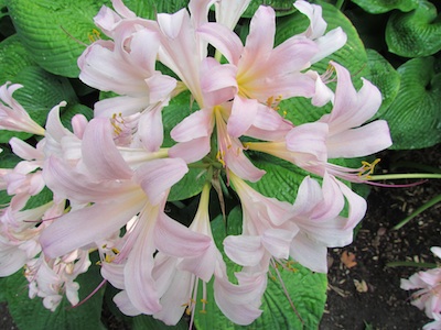 naked-ladies-thrill-the-late-summer-garden-hoosier-gardener