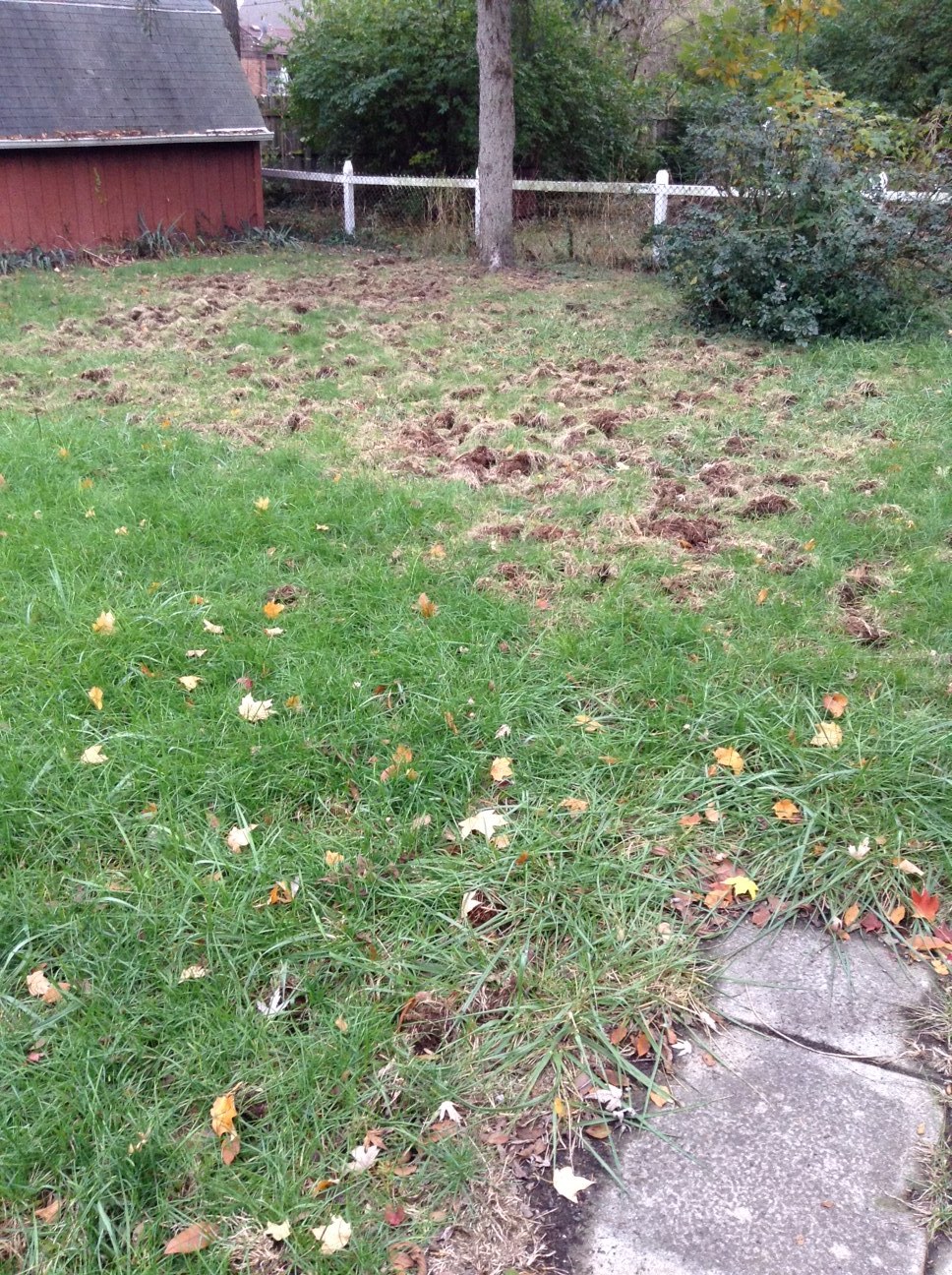 Raccoons dig grubs - Hoosier Gardener
