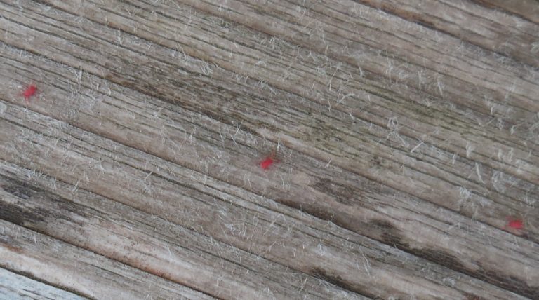 Mites leave red dots on clothing and other surfaces - Hoosier Gardener