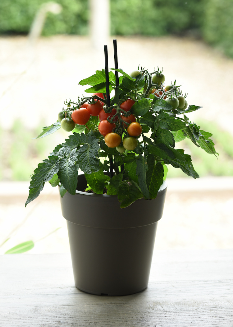 Kitchen Minis: Tomatoes, peppers on the kitchen counter - Hoosier Gardener