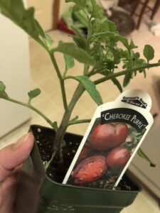 How to grow the best tomatoes in the Indiana garden - Hoosier Gardener