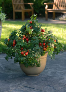 How to grow the best tomatoes in the Indiana garden - Hoosier Gardener