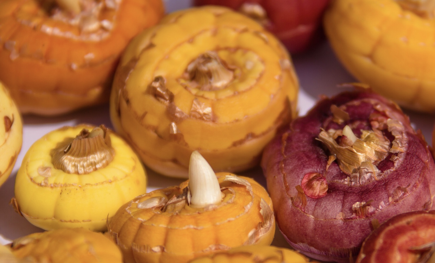 How knowing 14 garden terms can help you grow - Hoosier Gardener