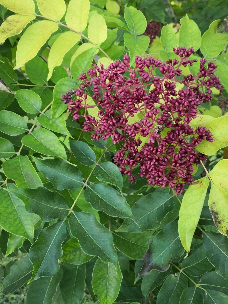 Nine trees and shrubs that bees like best - Hoosier Gardener