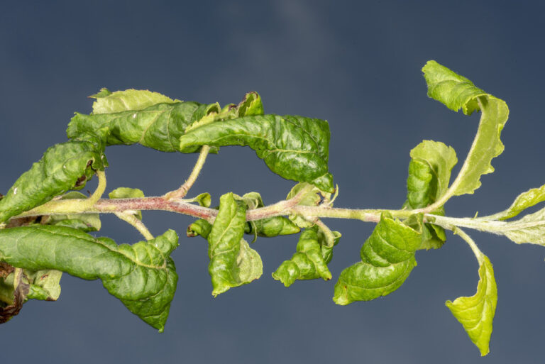 Aphids on plants and what to do about them - Hoosier Gardener