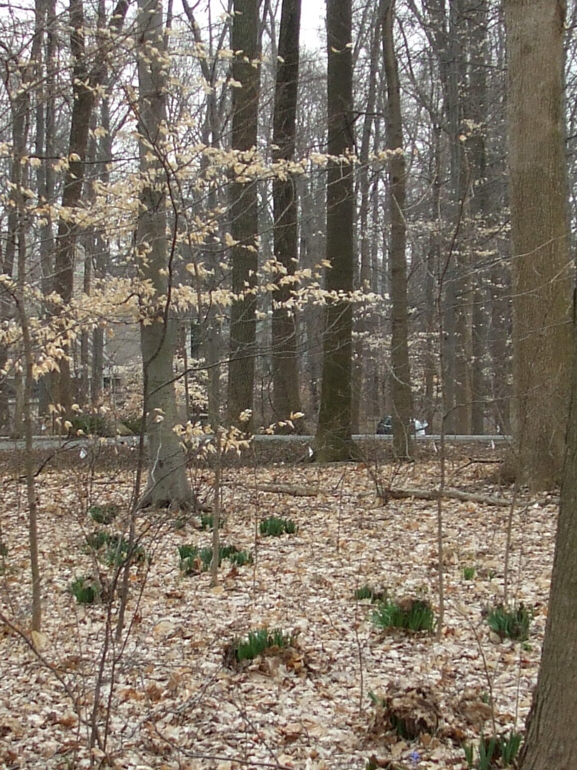 Lilac trees extend the fragrant season - Hoosier Gardener
