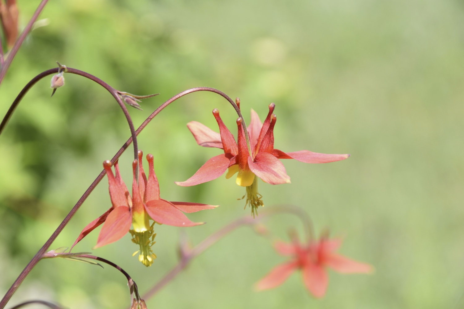Plant of the Month: Columbine - Hoosier Gardener