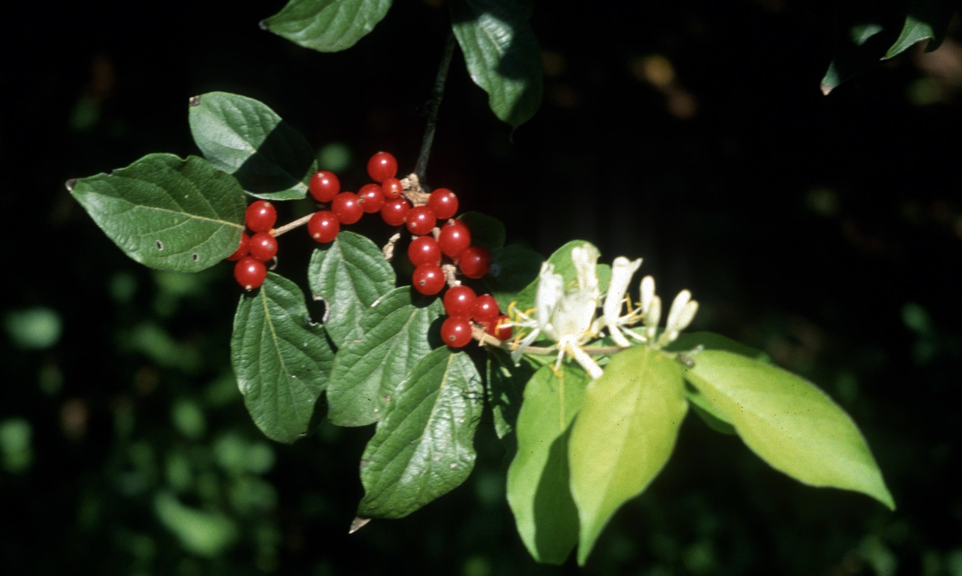 Amur Honeysuckle Red Berries