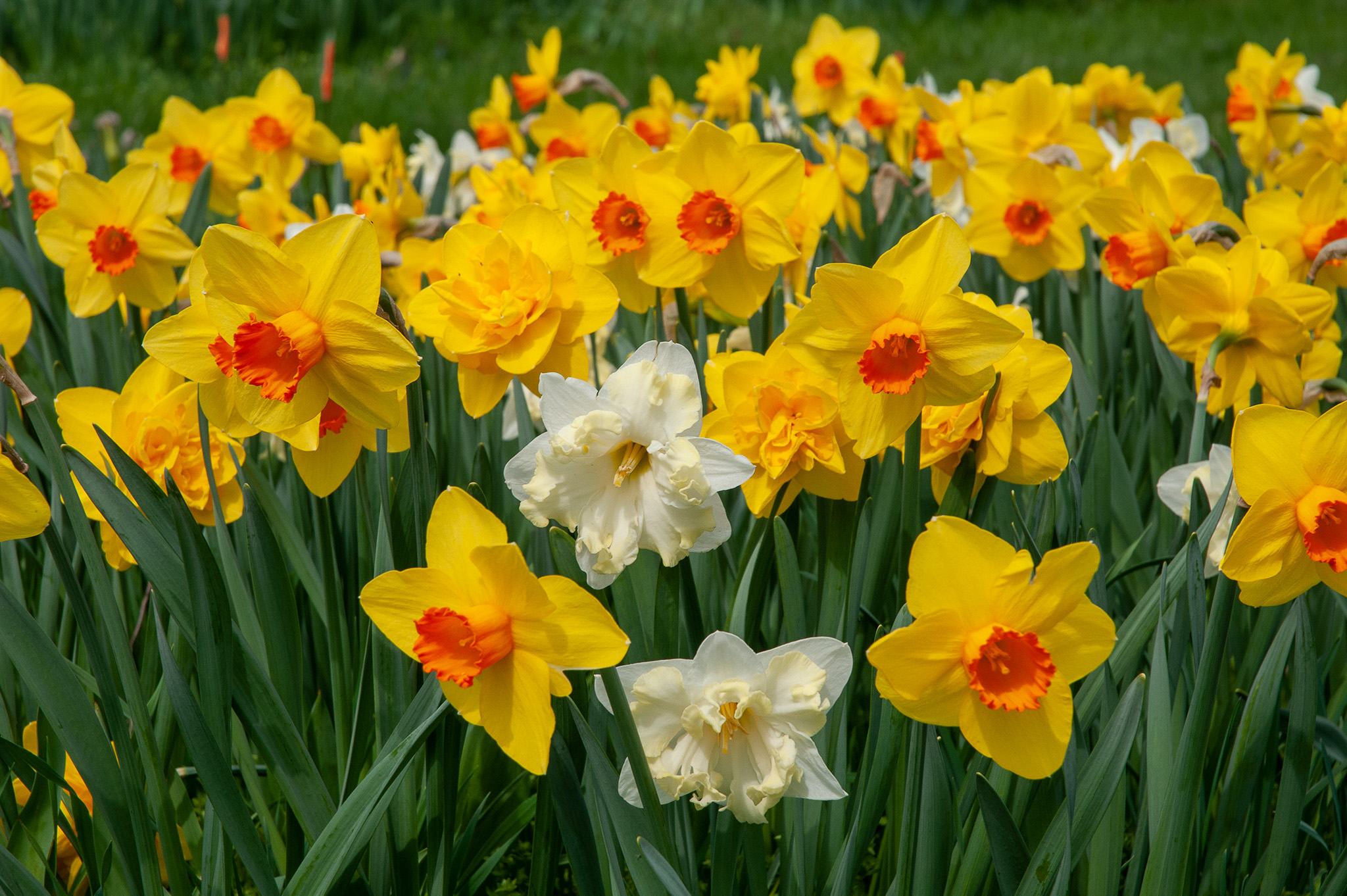 March 2025 Plant of the Month: Daffodil - Hoosier Gardener
