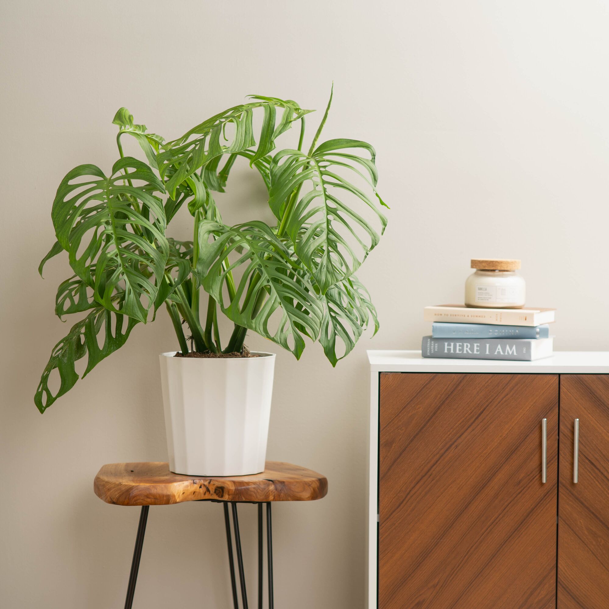 February 2025 Plant of the Month: Monstera - Hoosier Gardener