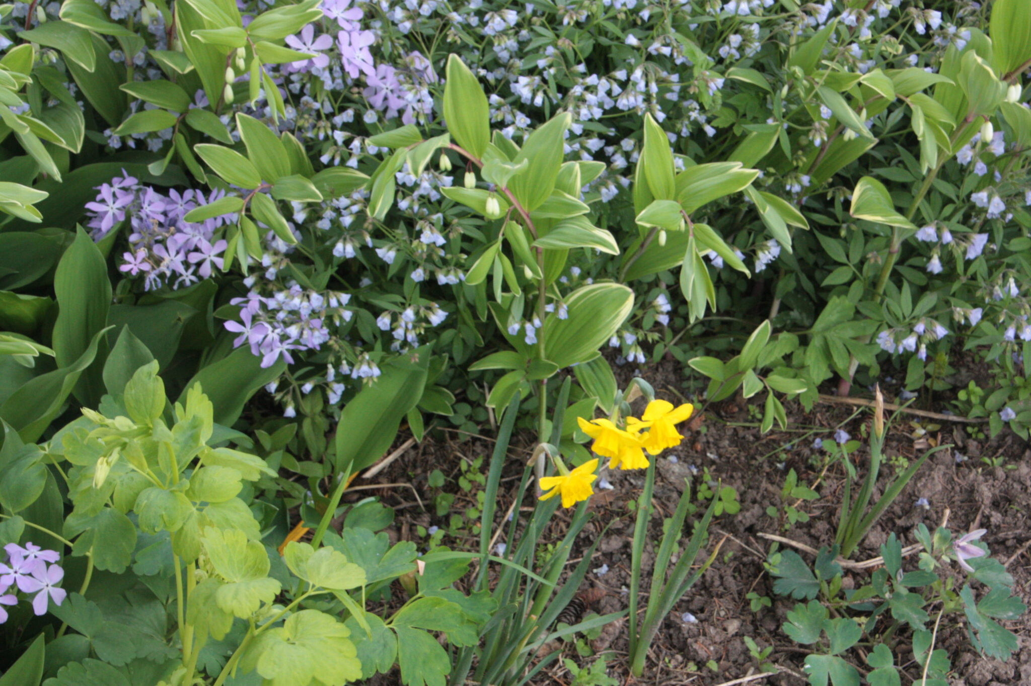 Plant of the Month: Columbine - Hoosier Gardener