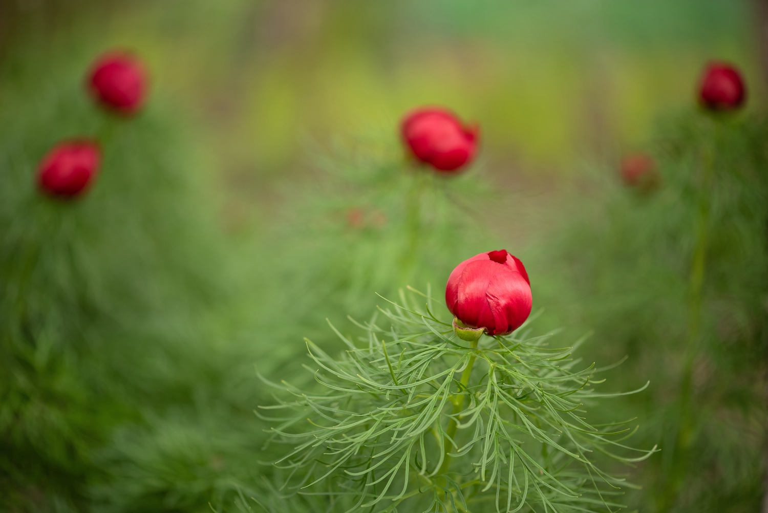 September Plant of the Month: Peony - Hoosier Gardener