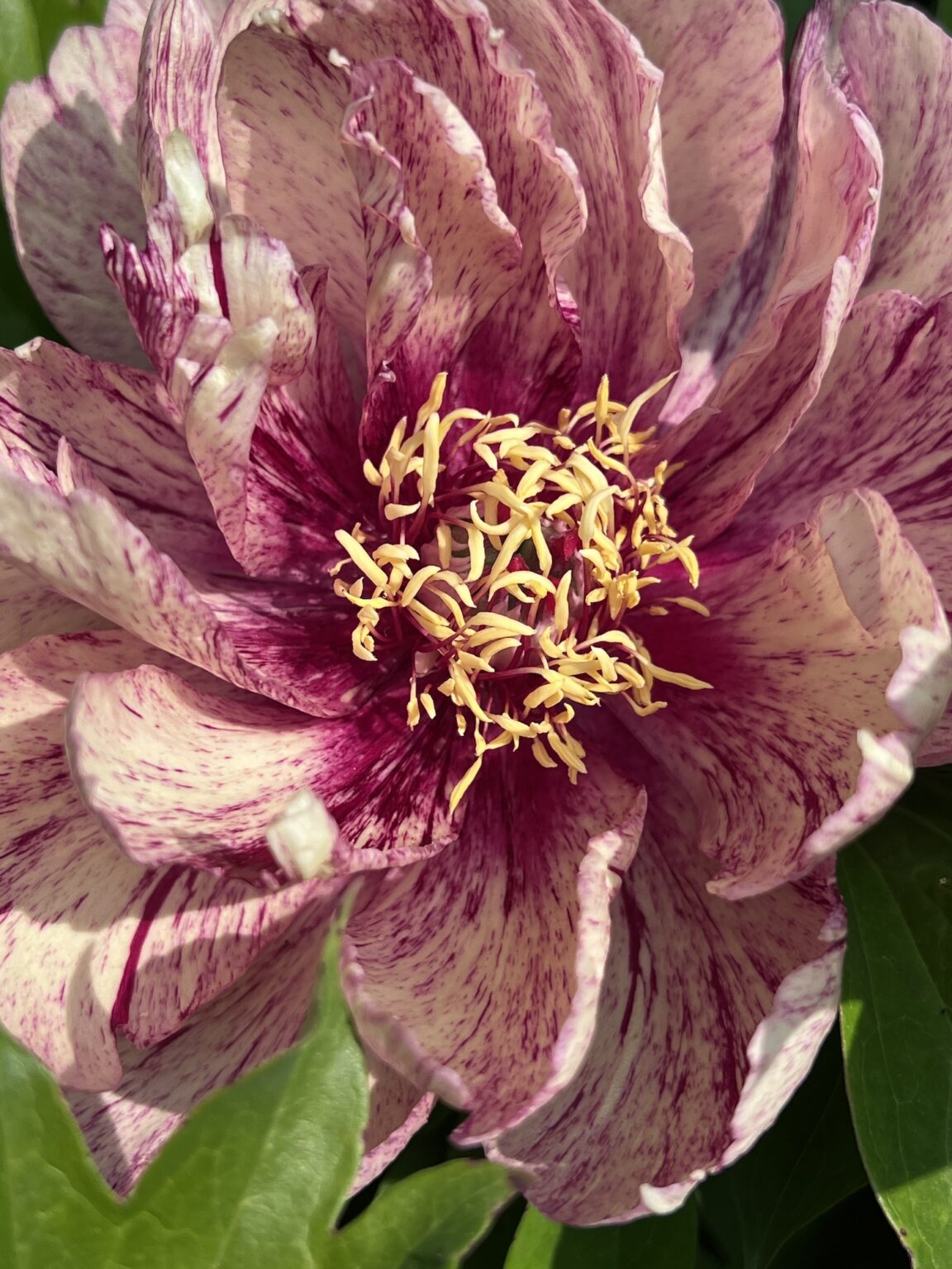 September Plant of the Month: Peony - Hoosier Gardener