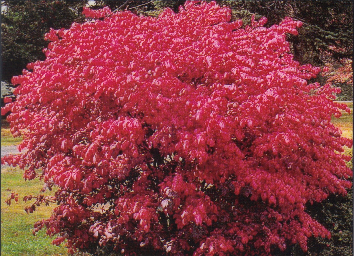 October Plant of the Month: Burning bush - Hoosier Gardener