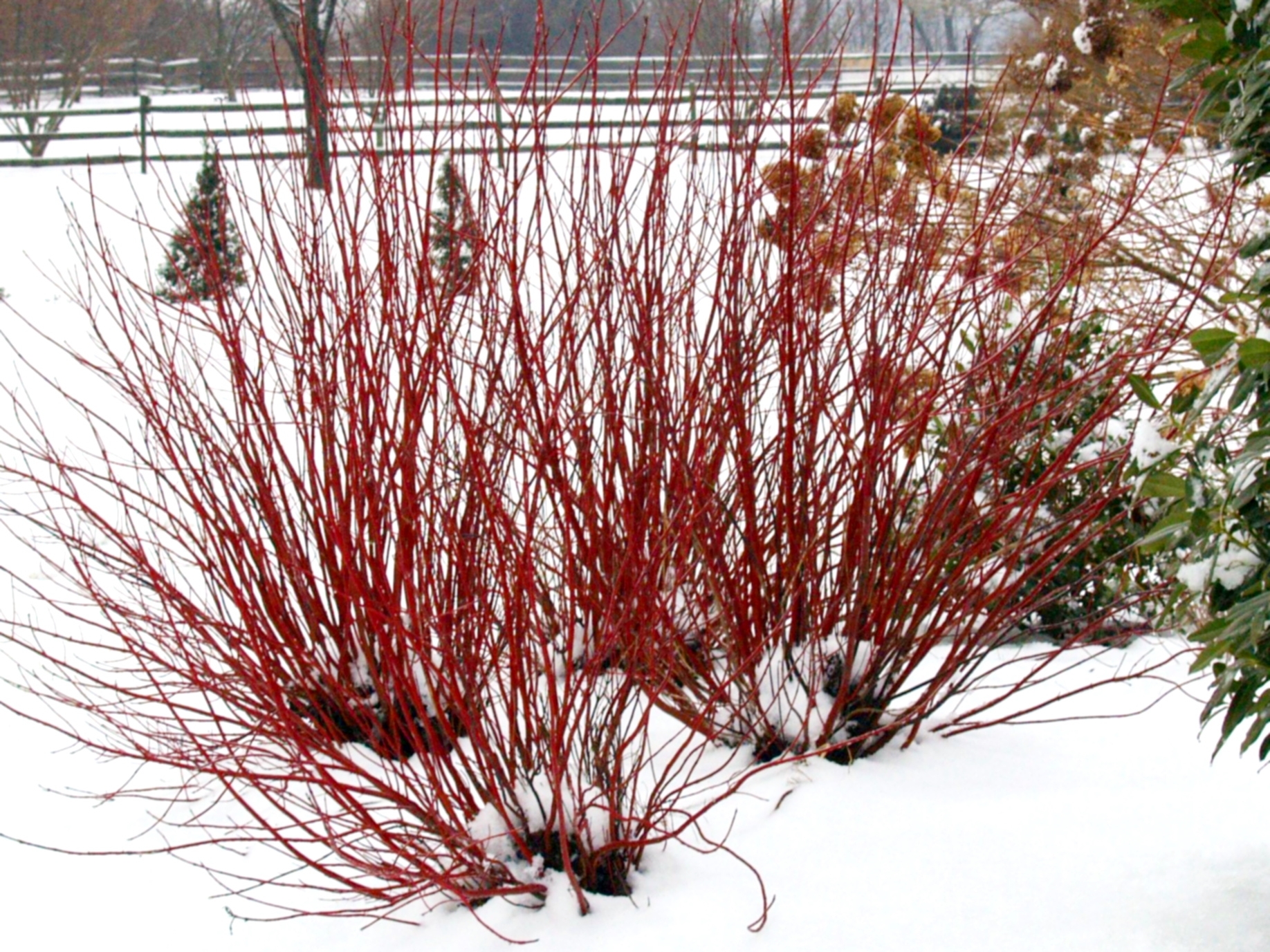 January Plant of the Month: red-twig dogwood - Hoosier Gardener