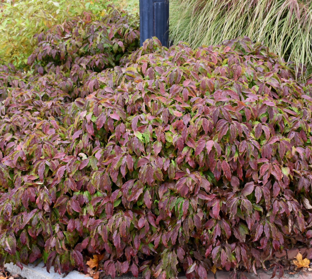 January Plant of the Month: red-twig dogwood - Hoosier Gardener