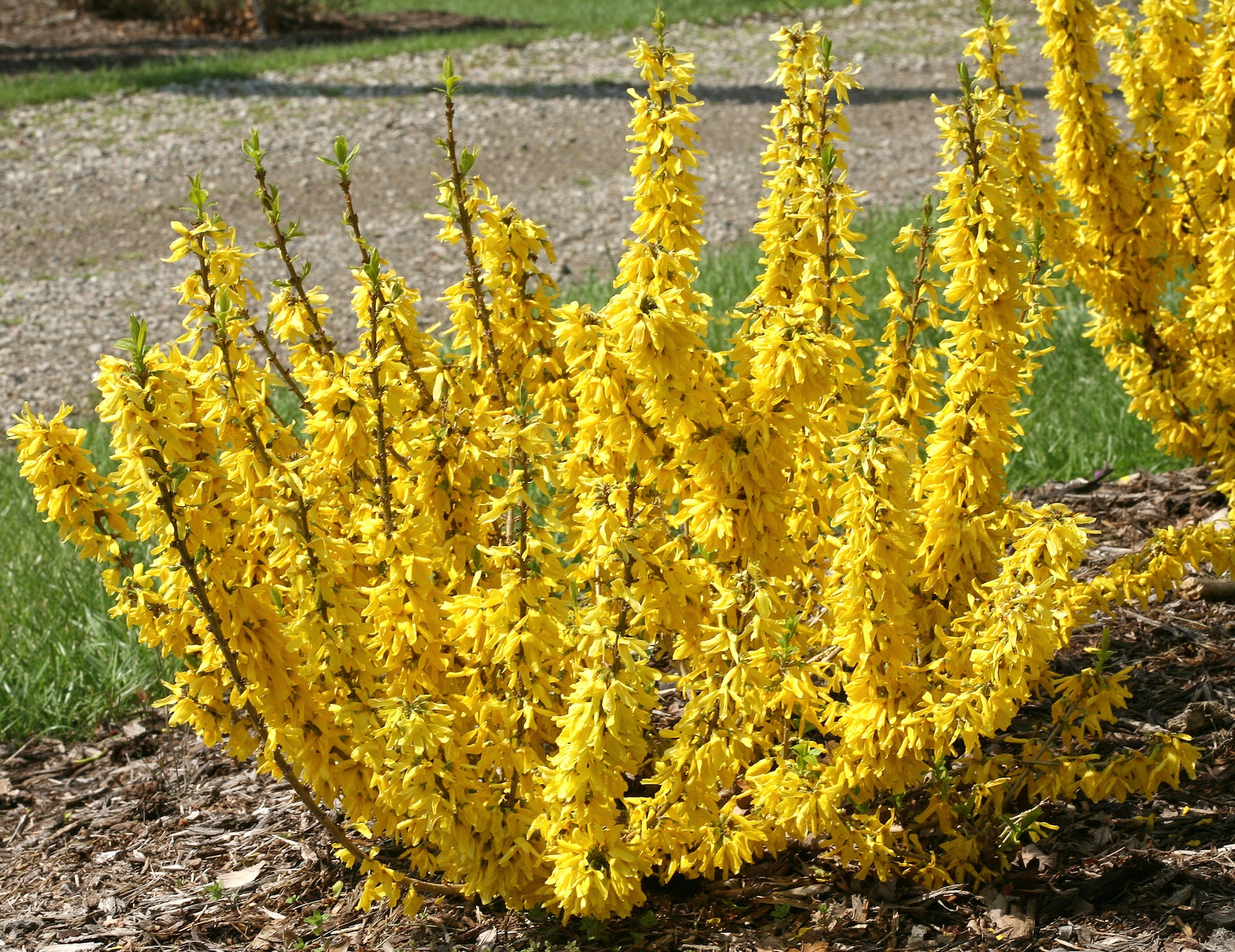 March plant of the month: Forsythia - Hoosier Gardener